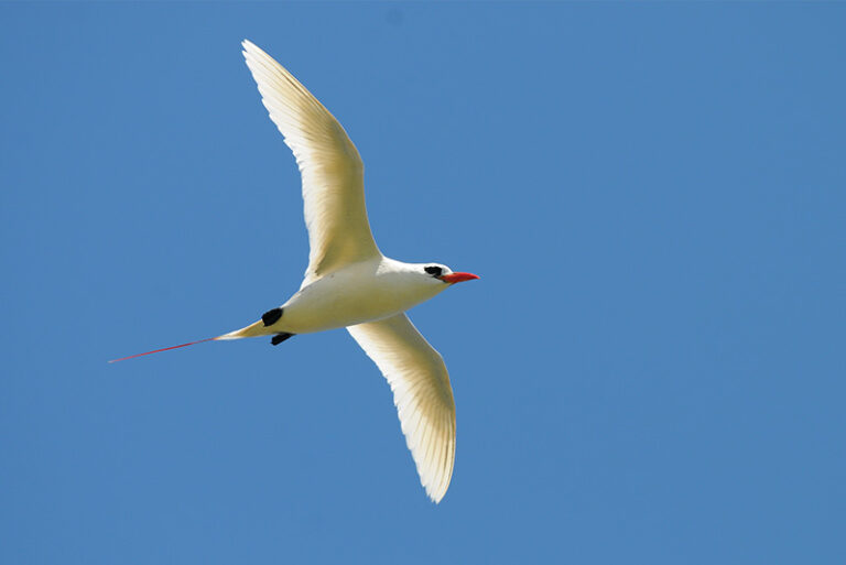 Hawai'iʻs Seabirds - Hawai'i Marine Animal Response