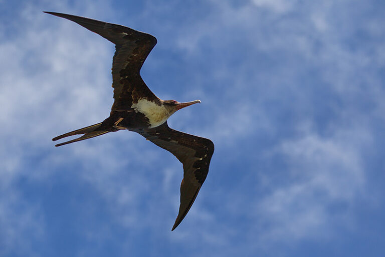 Hawai'iʻs Seabirds - Hawai'i Marine Animal Response