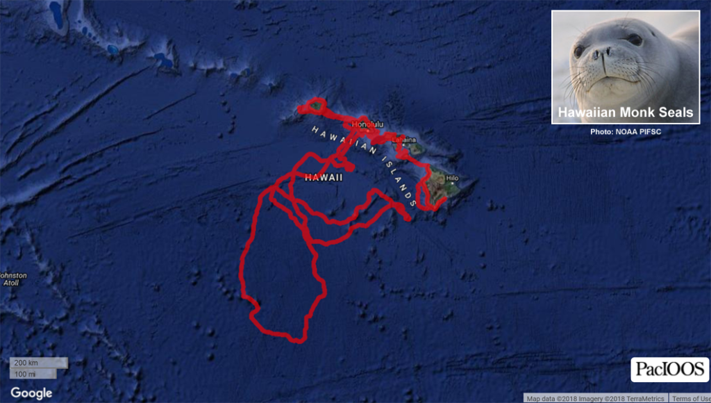 Hawaiian Monk Seal - Hawai'i Marine Animal Response