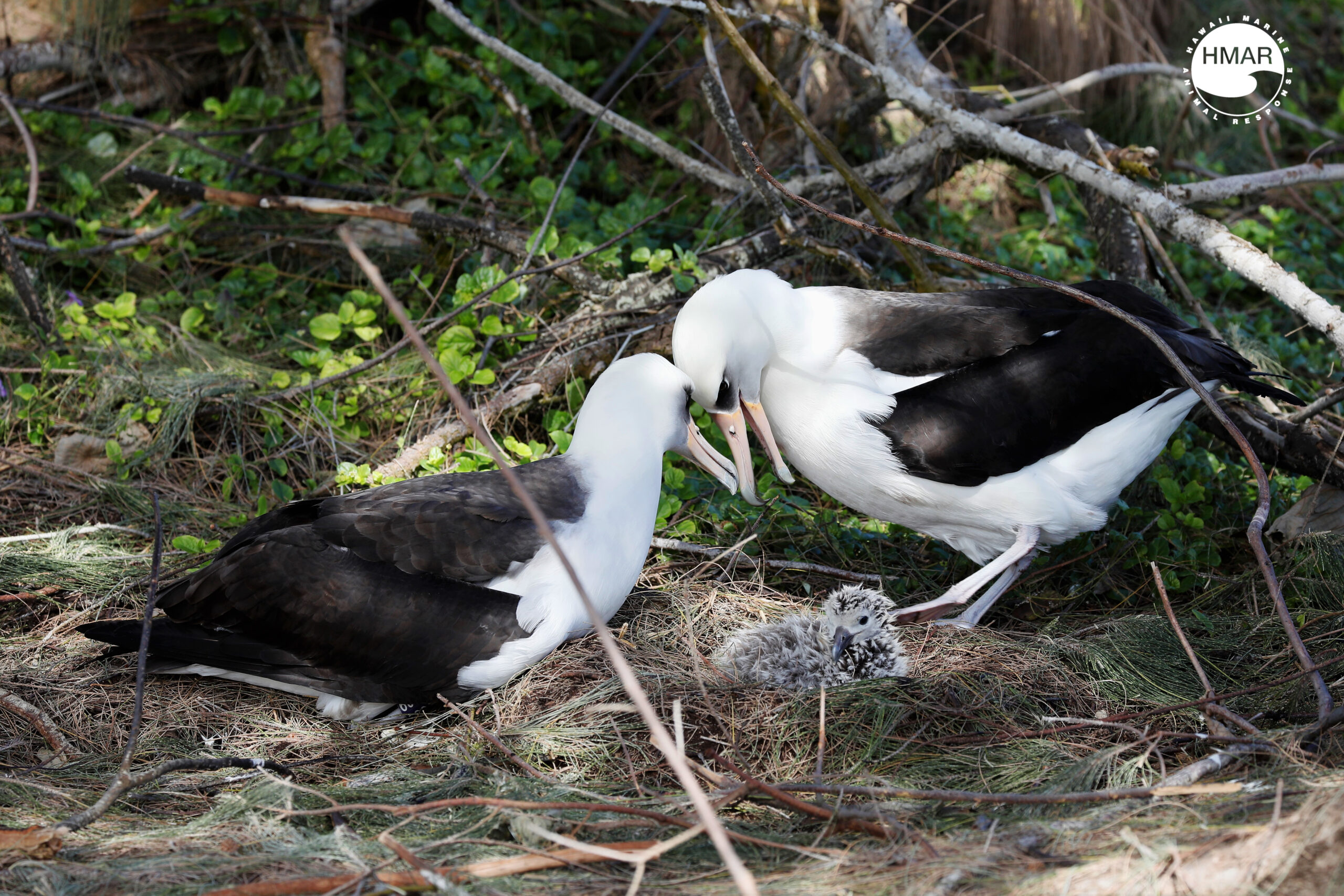 An Introduction to the Laysan Albatross - Hawai'i Marine Animal Response